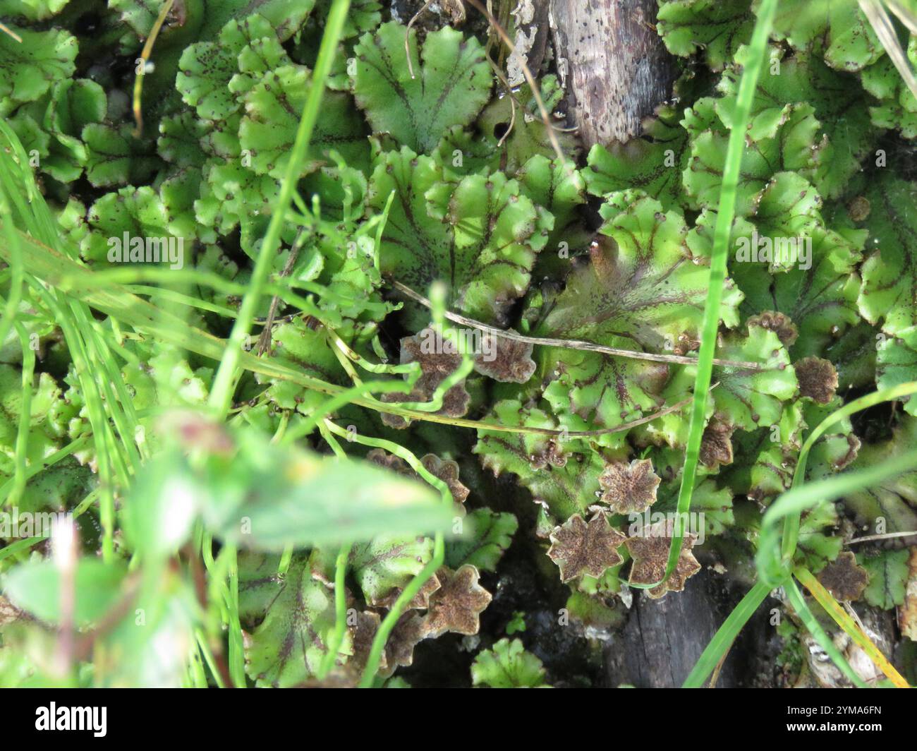 (Marchantia polymorpha polymorpha Stock Photo - Alamy