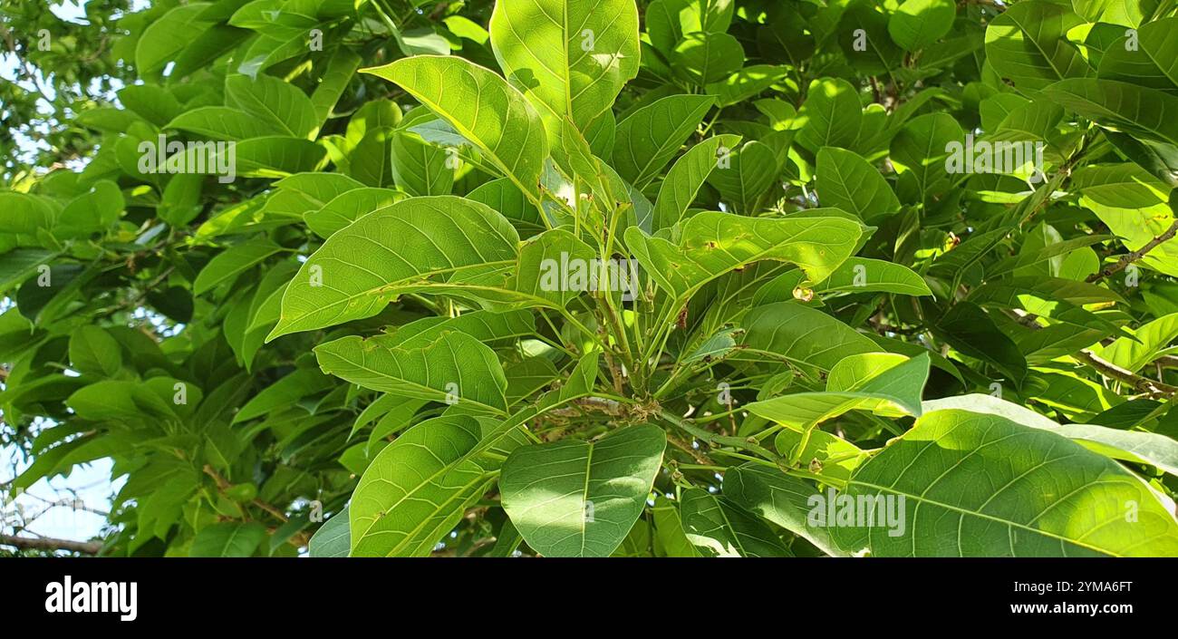 White fig (Ficus virens Stock Photo - Alamy