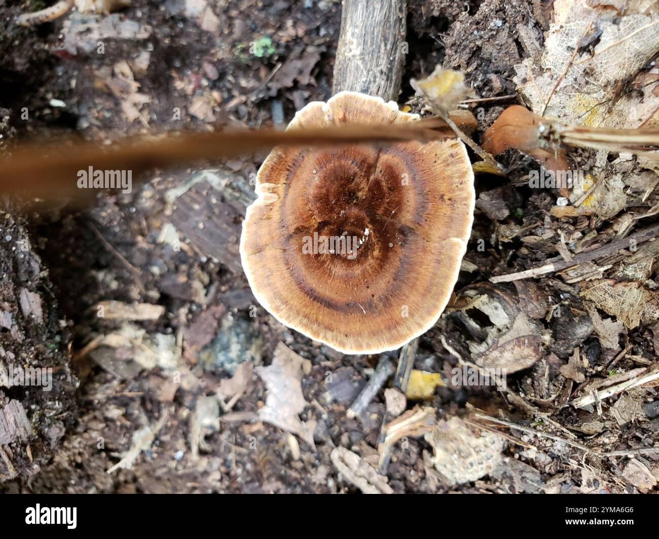 Shiny cinnamon polypore (Coltricia cinnamomea Stock Photo - Alamy