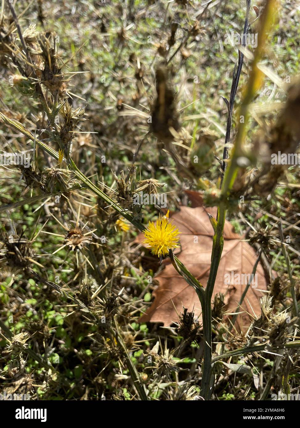 Yellow Star-Thistle (Centaurea solstitialis Stock Photo - Alamy