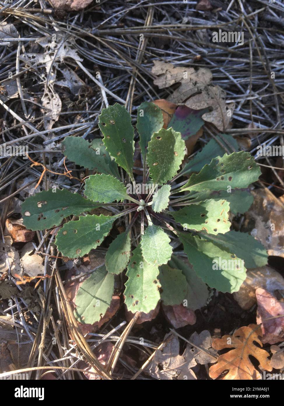 New Mexico groundsel (Packera neomexicana Stock Photo - Alamy