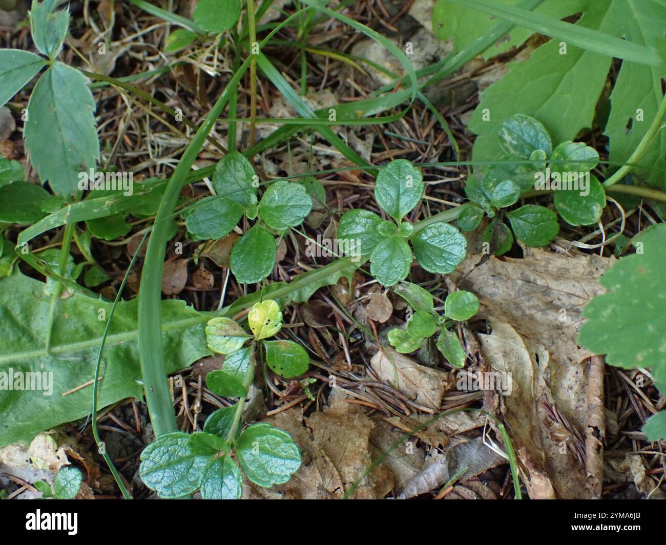 Twinflower (Linnaea borealis Stock Photo - Alamy