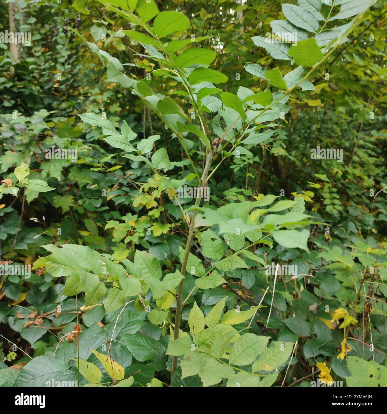 European ash (Fraxinus excelsior Stock Photo - Alamy