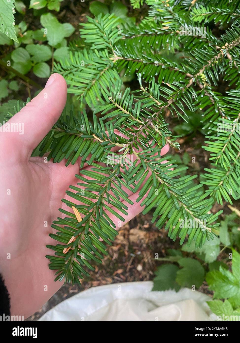 Pacific silver fir (Abies amabilis Stock Photo - Alamy