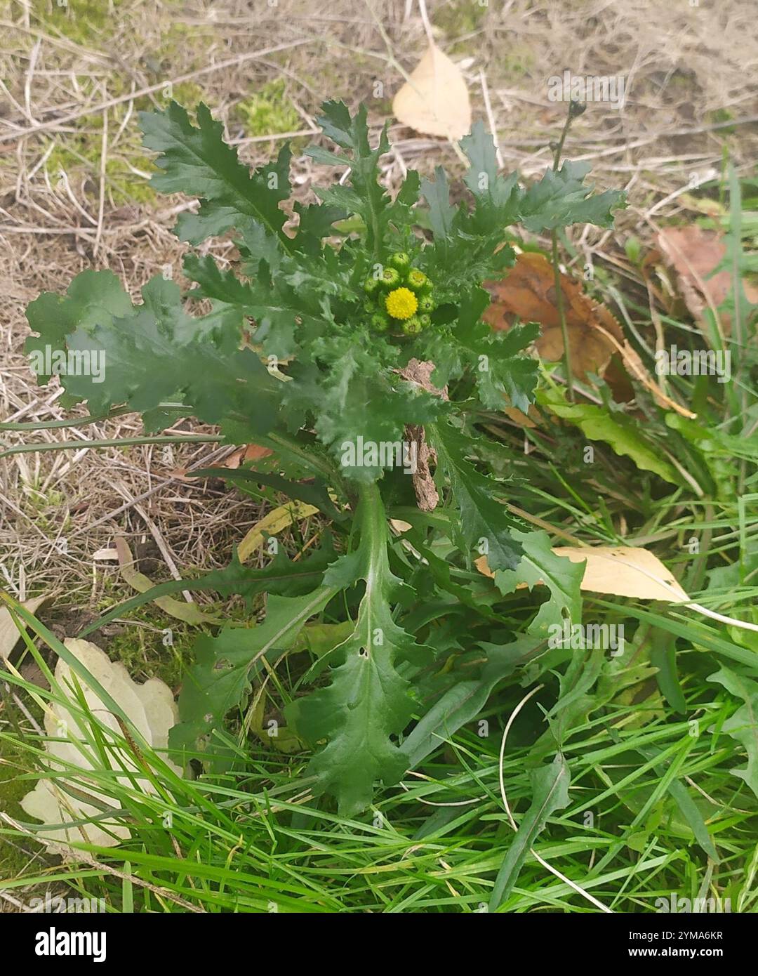 common groundsel (Senecio vulgaris Stock Photo - Alamy