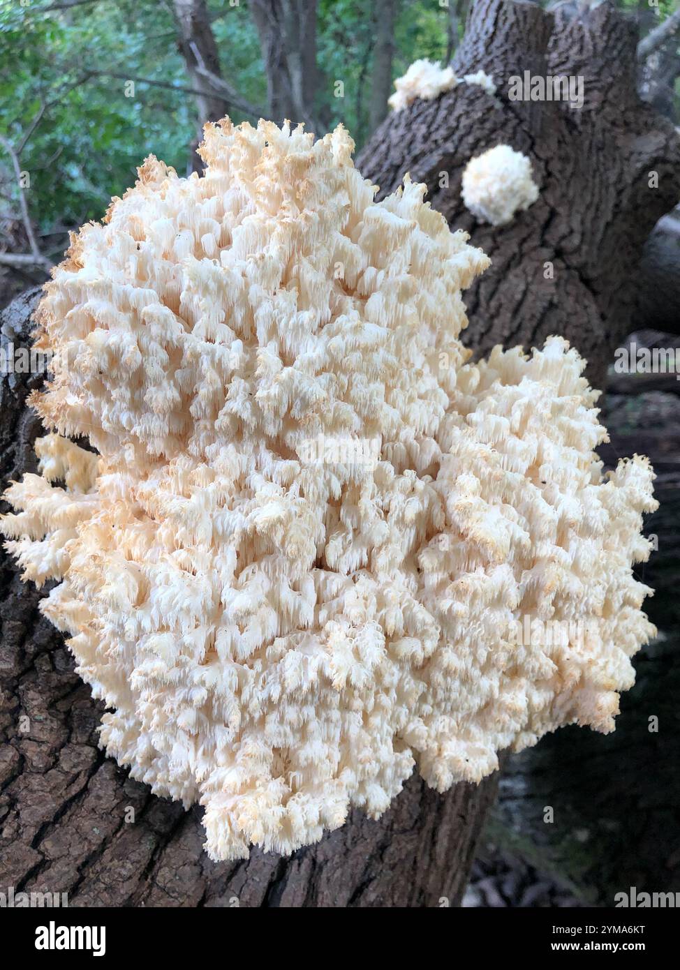 Coral tooth fungus (Hericium coralloides Stock Photo - Alamy