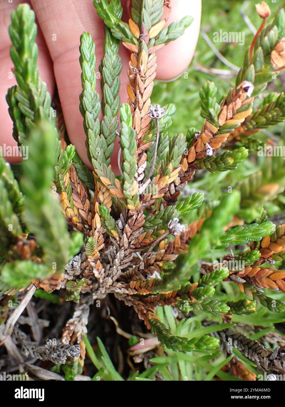 Arctic bell-heather (Cassiope tetragona Stock Photo - Alamy