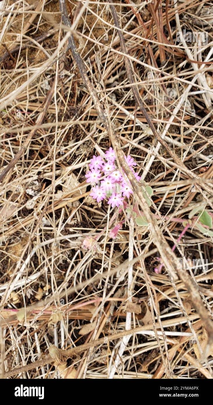 Pink Sand Verbena (Abronia umbellata Stock Photo - Alamy