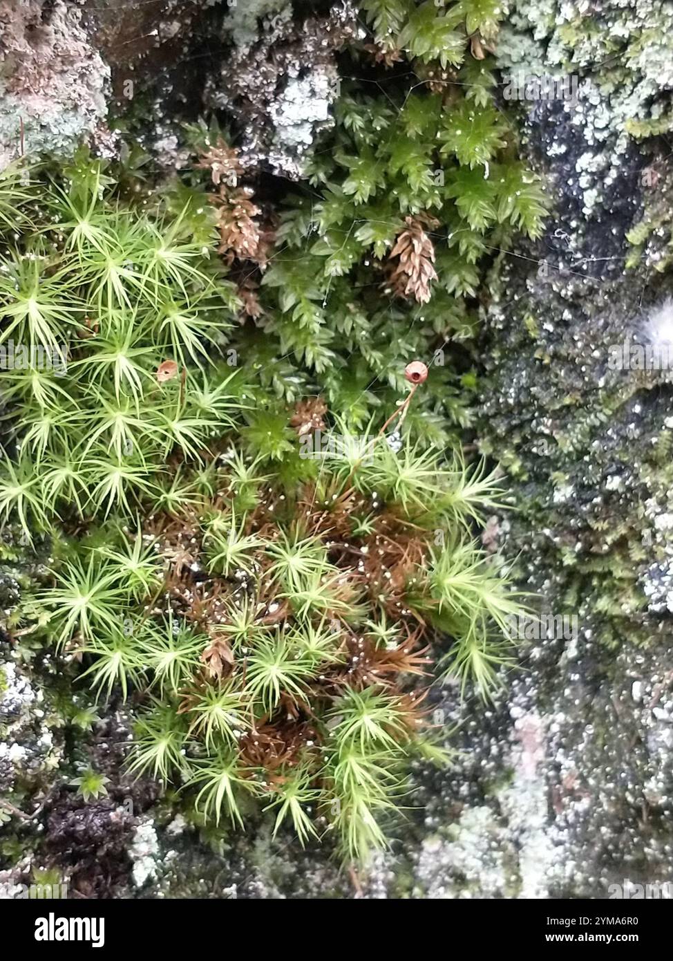 Common Apple-moss (Bartramia pomiformis Stock Photo - Alamy