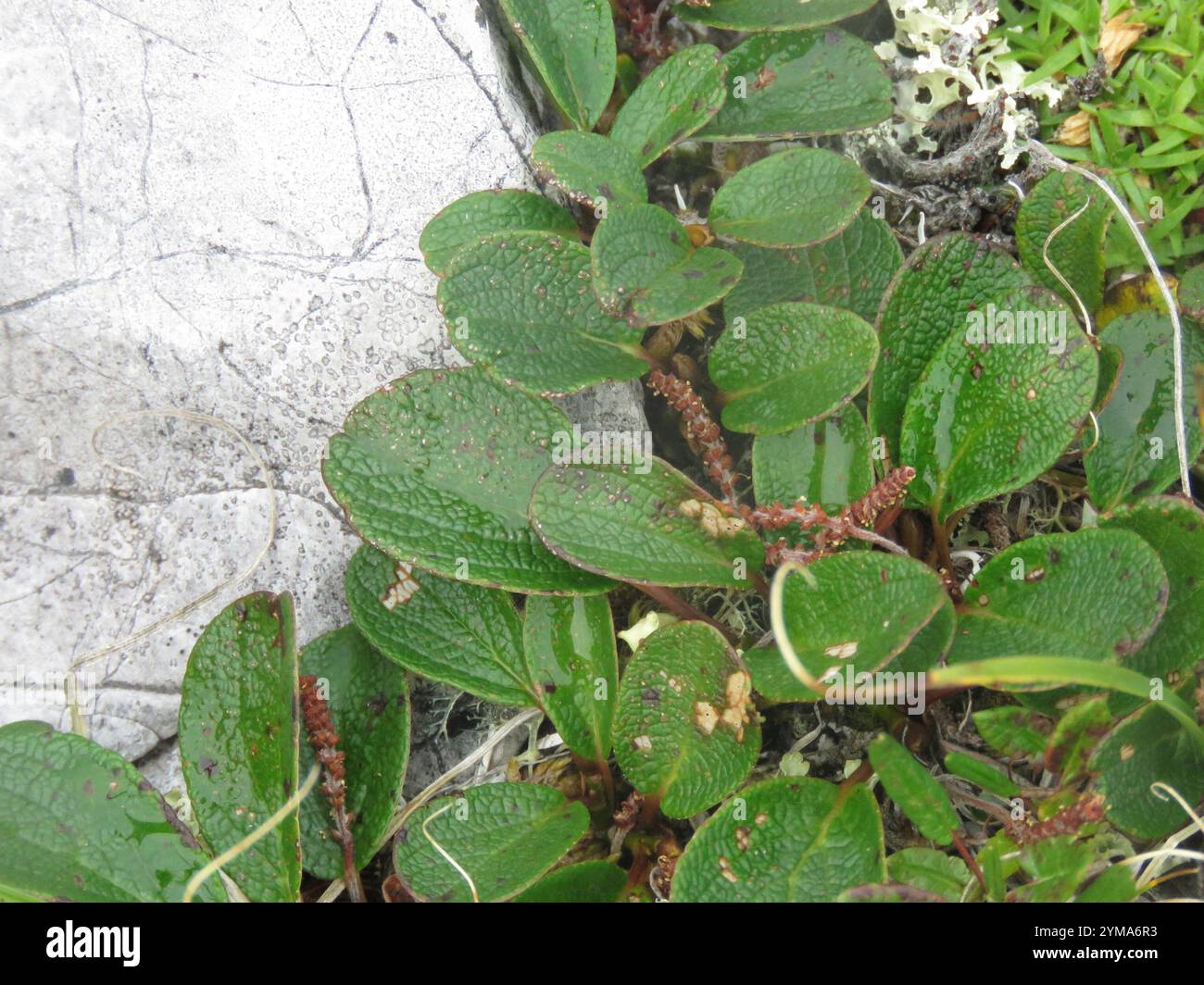 Net-leaved Willow (Salix reticulata Stock Photo - Alamy