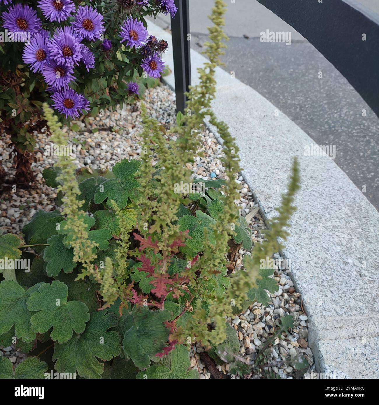 Jerusalem oak (Dysphania botrys Stock Photo - Alamy