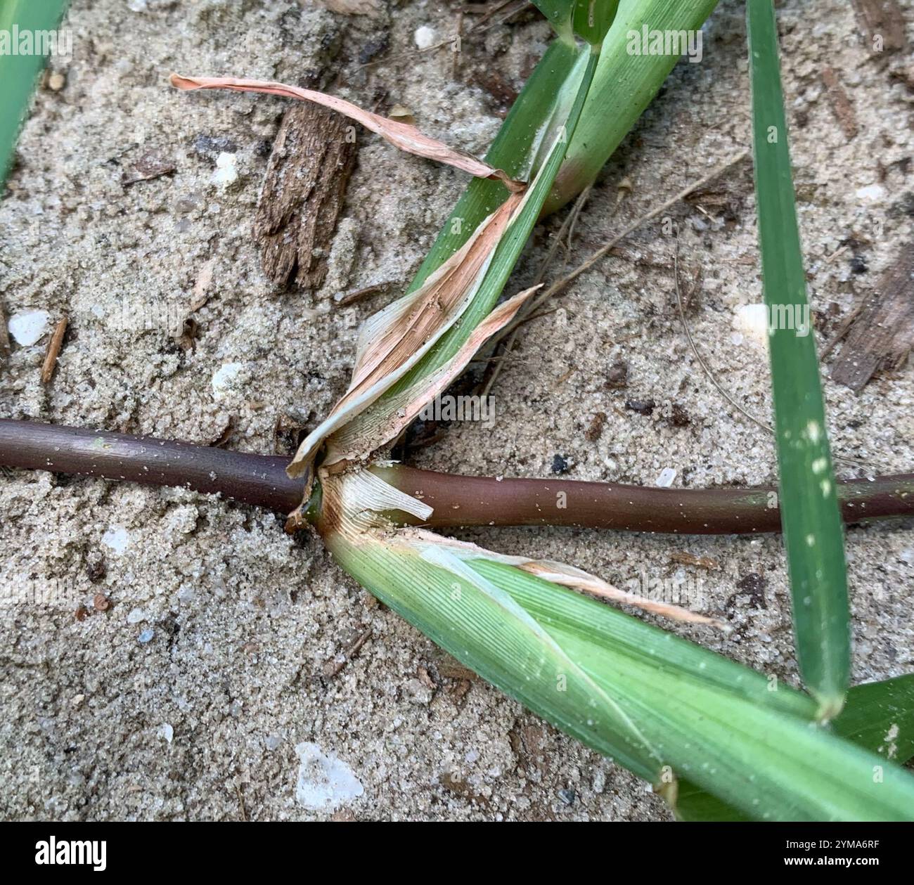 Stenotaphrum hi-res stock photography and images - Alamy