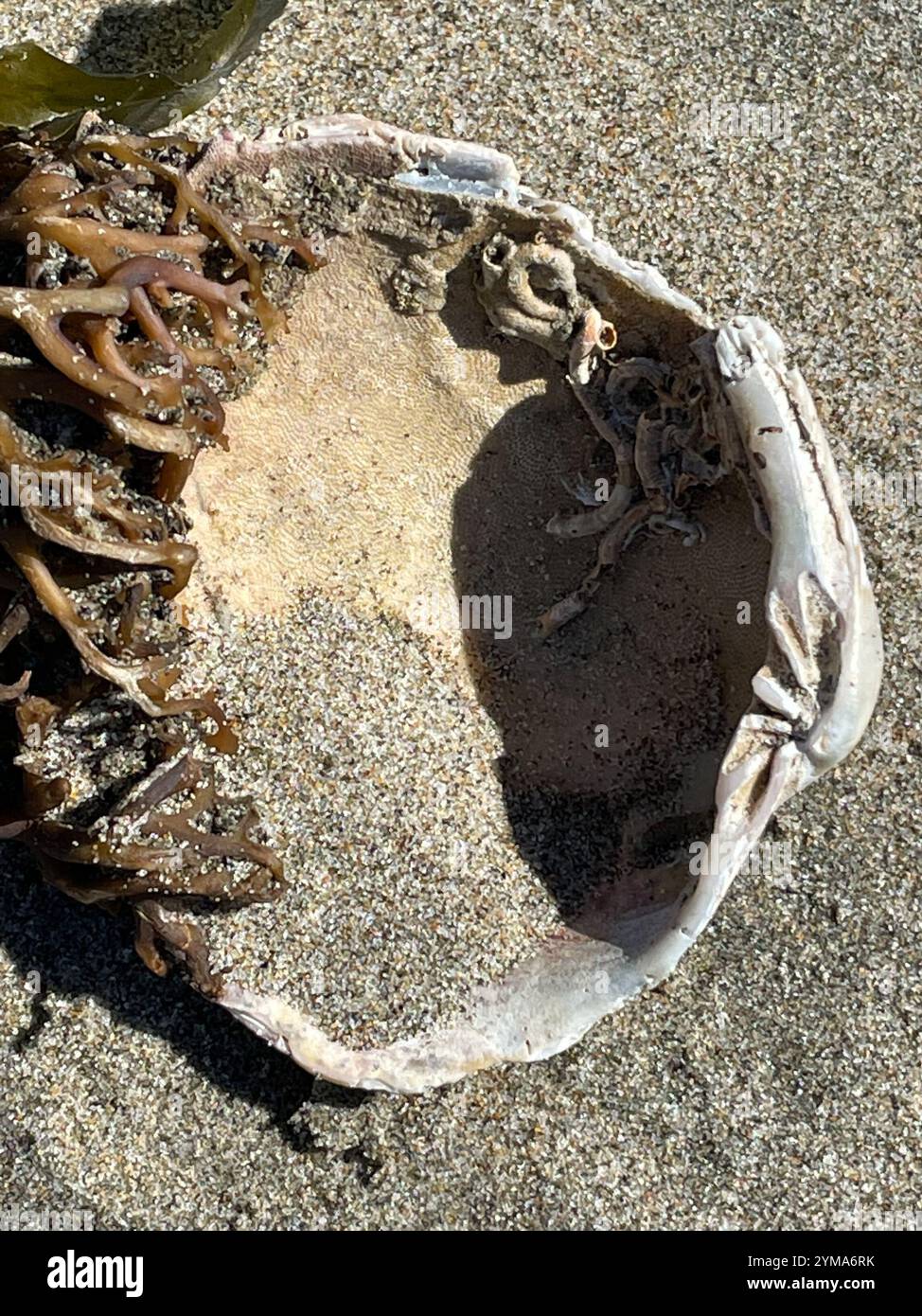 Thylacodes hi-res stock photography and images - Alamy