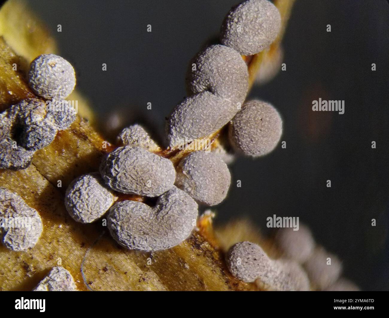 Badhamia panicea hi-res stock photography and images - Alamy