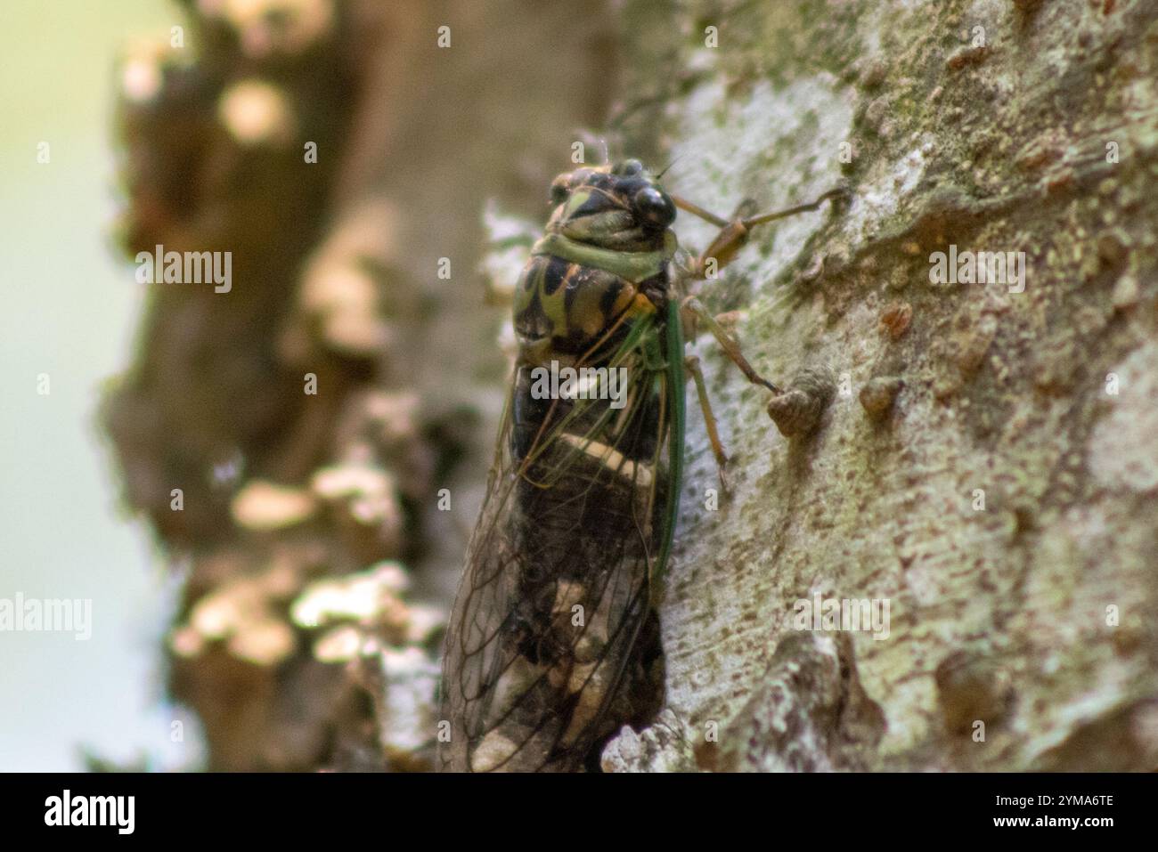 Coastal Scissors Grinder Cicada (Neotibicen latifasciatus Stock Photo ...