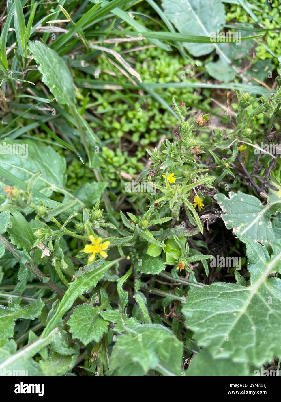 Dittrichia graveolens hi-res stock photography and images - Alamy