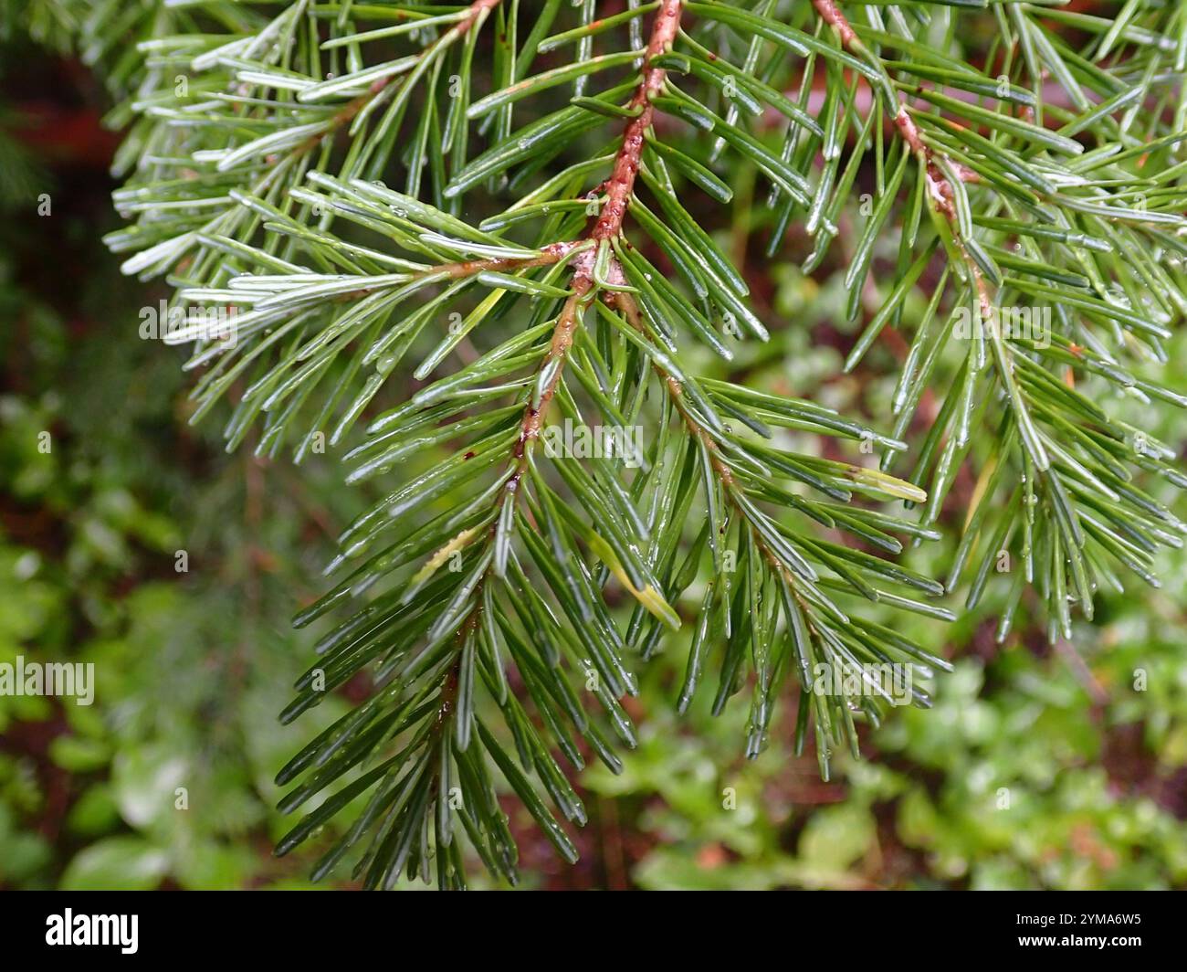 subalpine fir (Abies lasiocarpa Stock Photo - Alamy