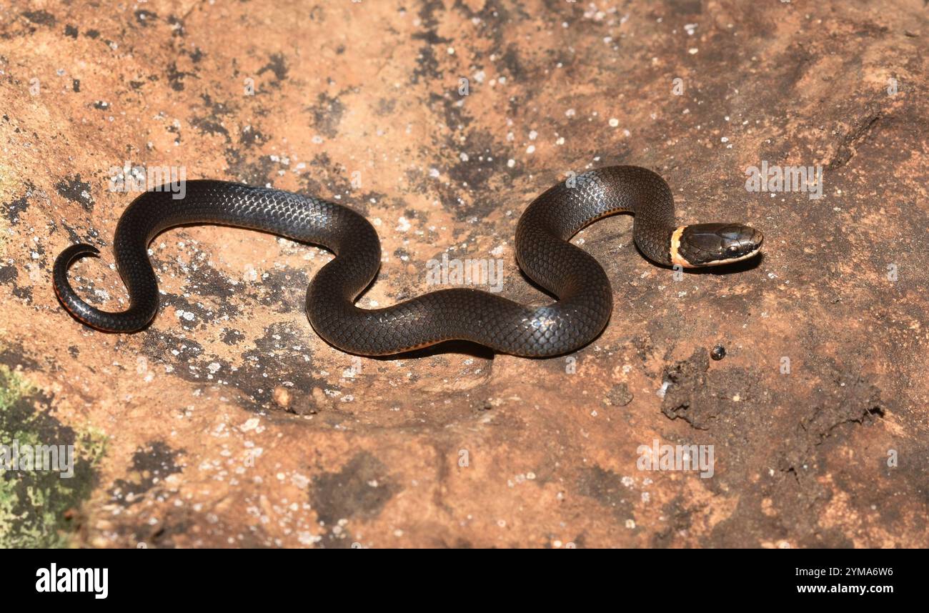 ring-necked snake (Diadophis punctatus Stock Photo - Alamy
