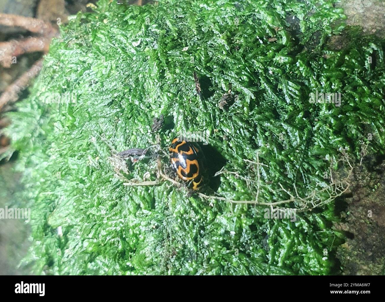 Tasmanian Ladybird (Cleobora mellyi Stock Photo - Alamy