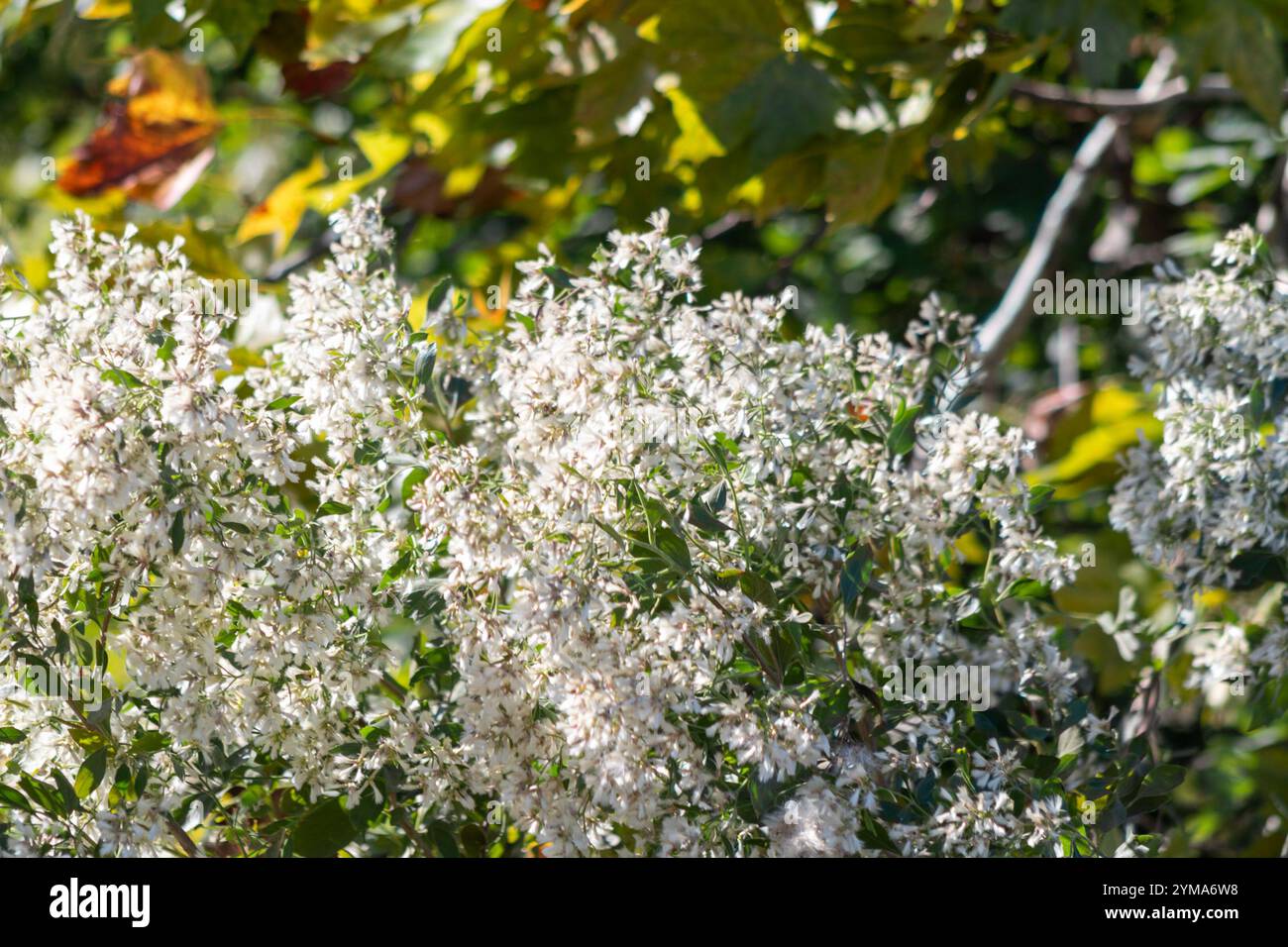 groundsel tree (Baccharis halimifolia Stock Photo - Alamy