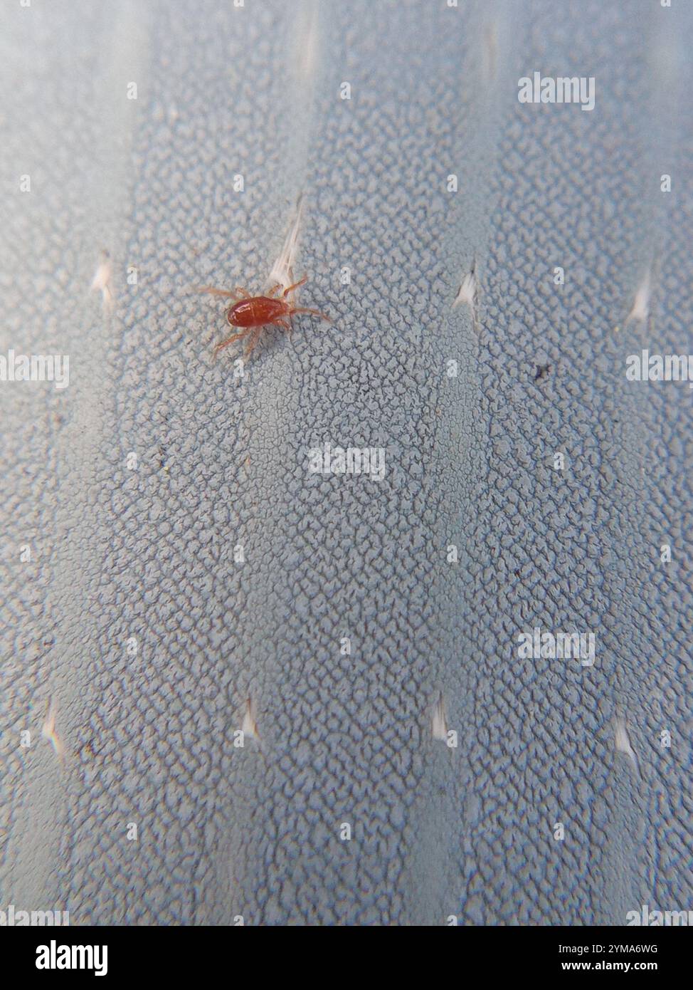Mites and Ticks (Acari Stock Photo - Alamy