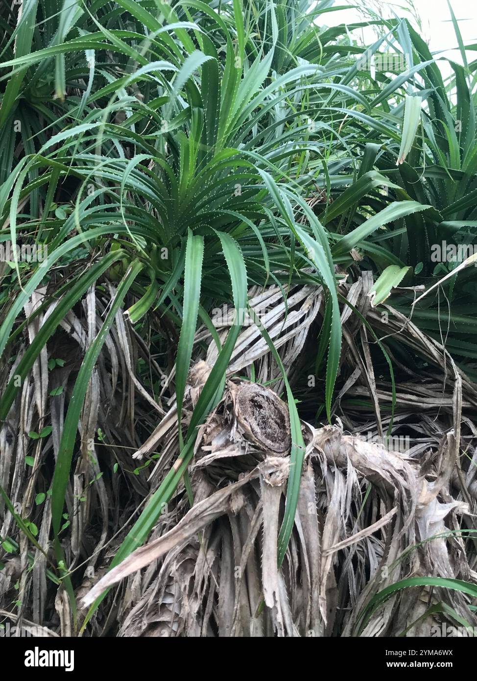 thatch screwpine (Pandanus tectorius Stock Photo - Alamy