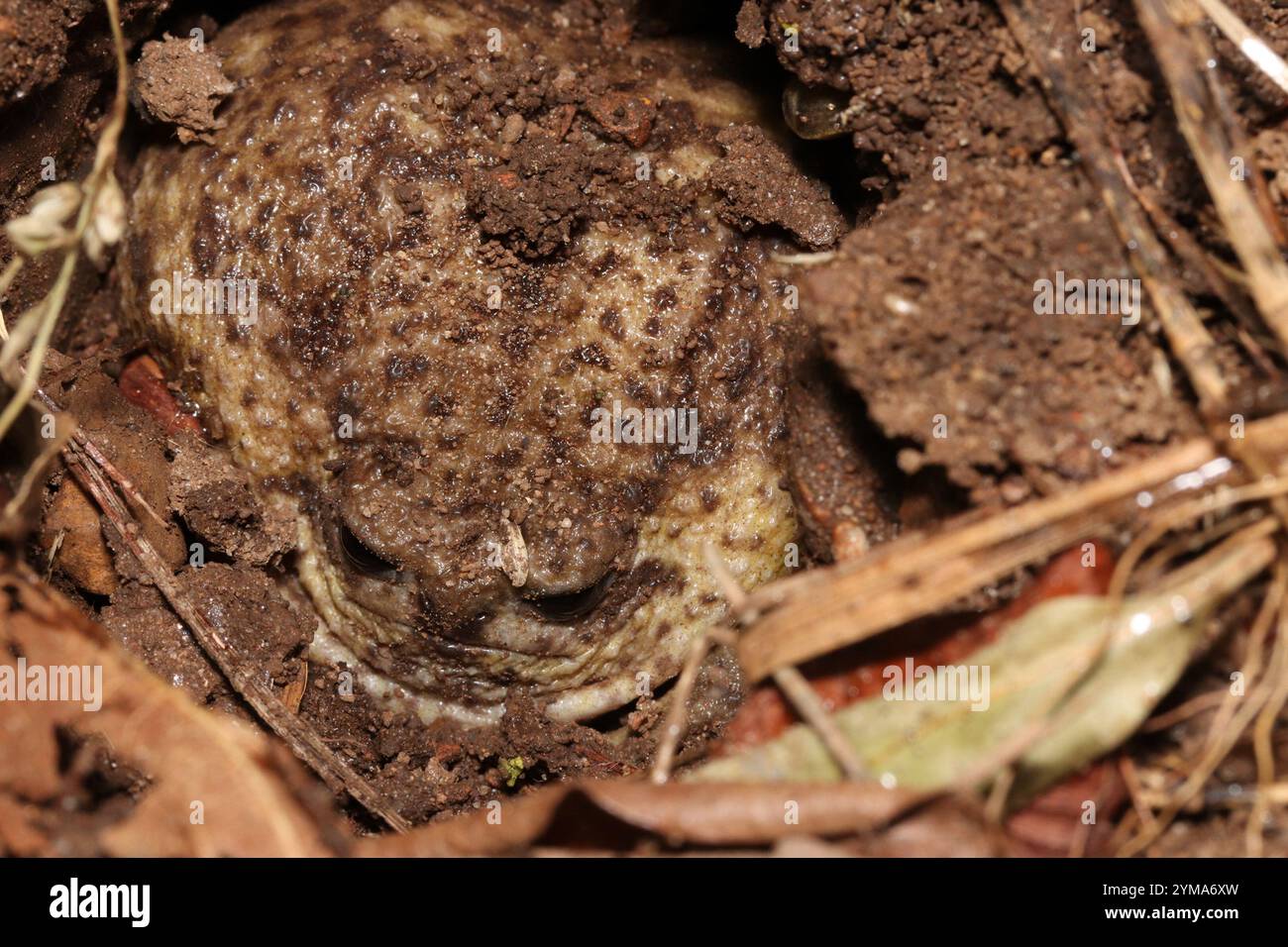 Giant Rain Frog (Breviceps gibbosus Stock Photo - Alamy