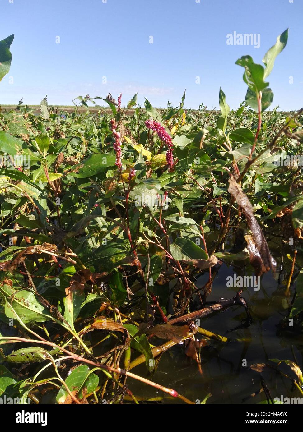 water smartweed (Persicaria amphibia Stock Photo - Alamy