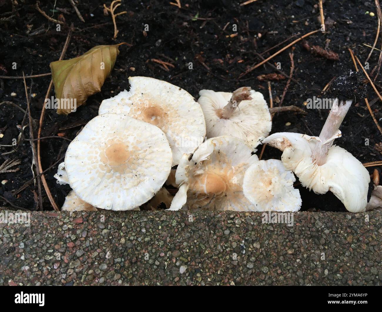 Stinking dapperling hi-res stock photography and images - Alamy