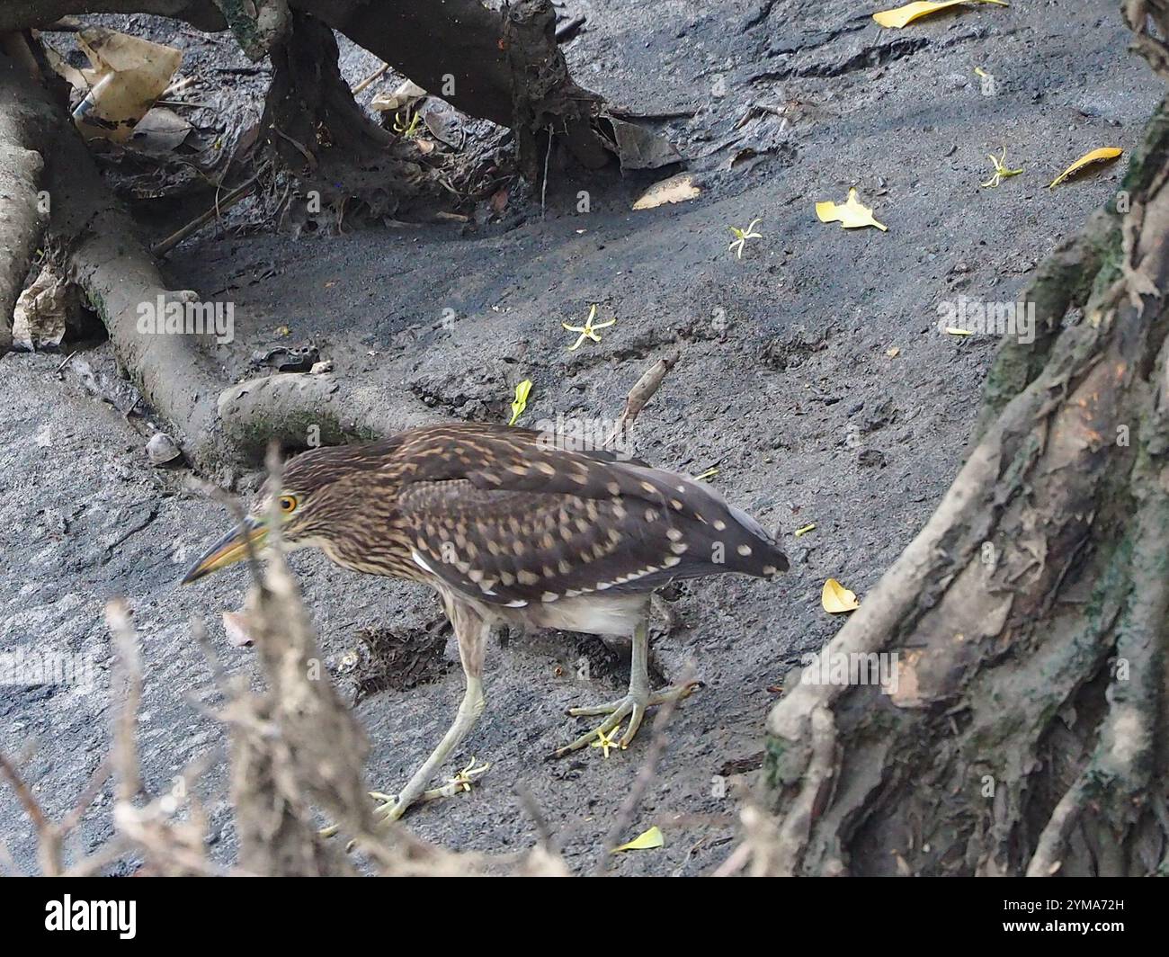Old World Black-crowned Night Heron (Nycticorax nycticorax nycticorax ...