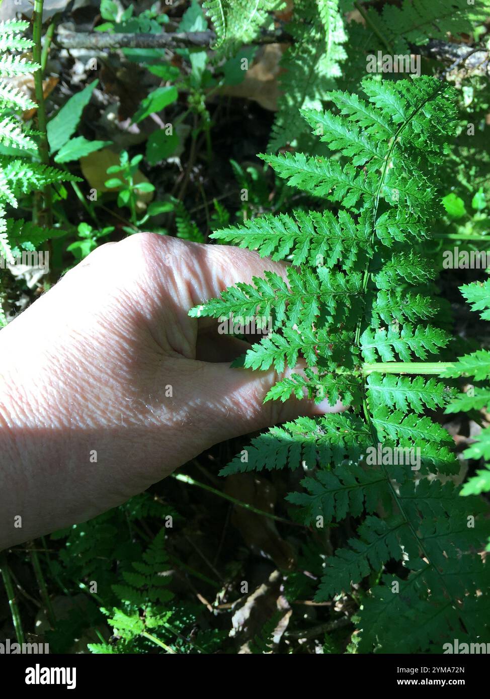 intermediate wood fern (Dryopteris intermedia Stock Photo - Alamy