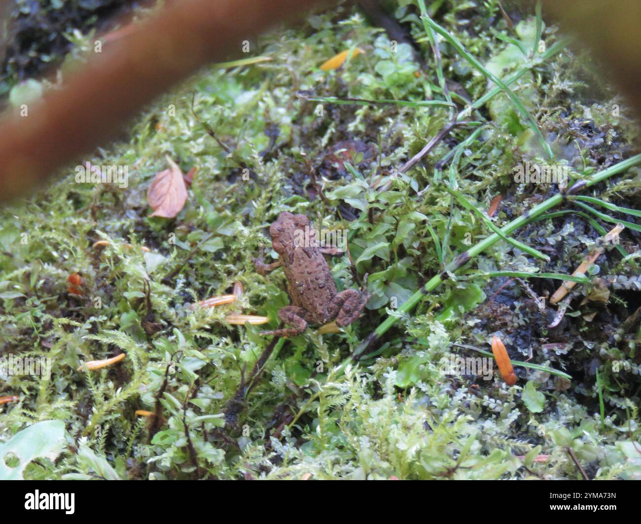 Western Toad (Anaxyrus boreas Stock Photo - Alamy