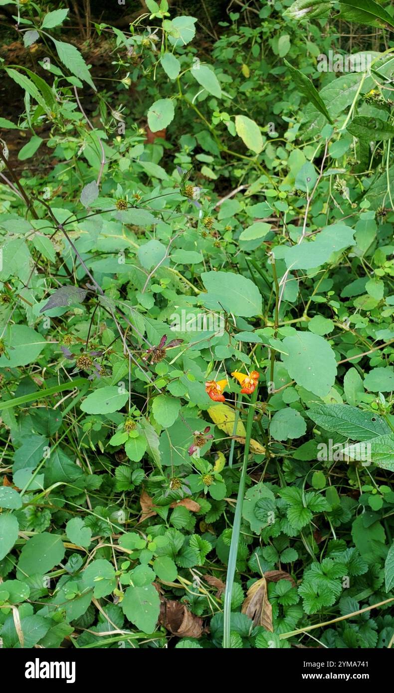 common jewelweed (Impatiens capensis Stock Photo - Alamy