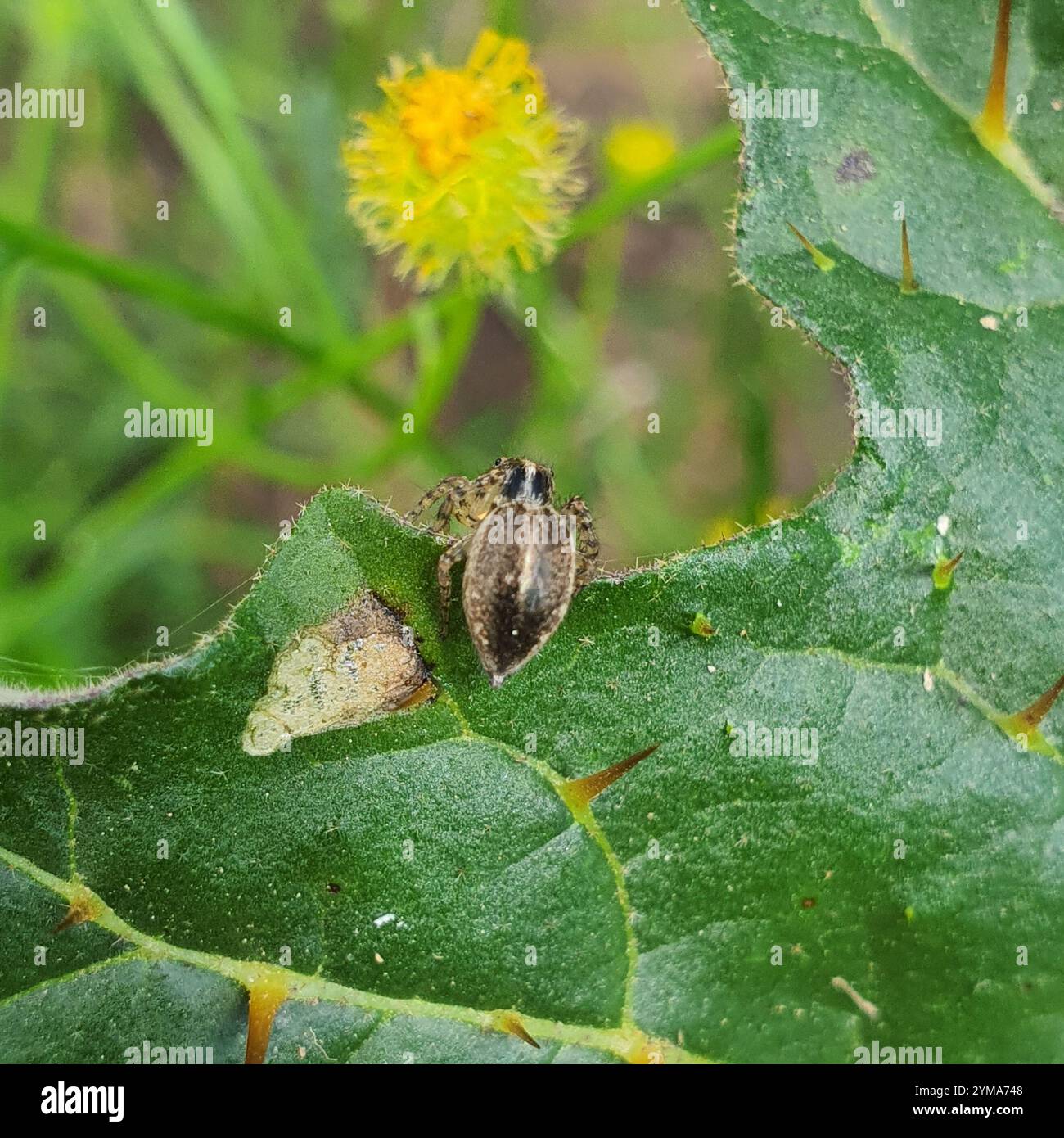 Peacock Spiders (Maratus Stock Photo - Alamy