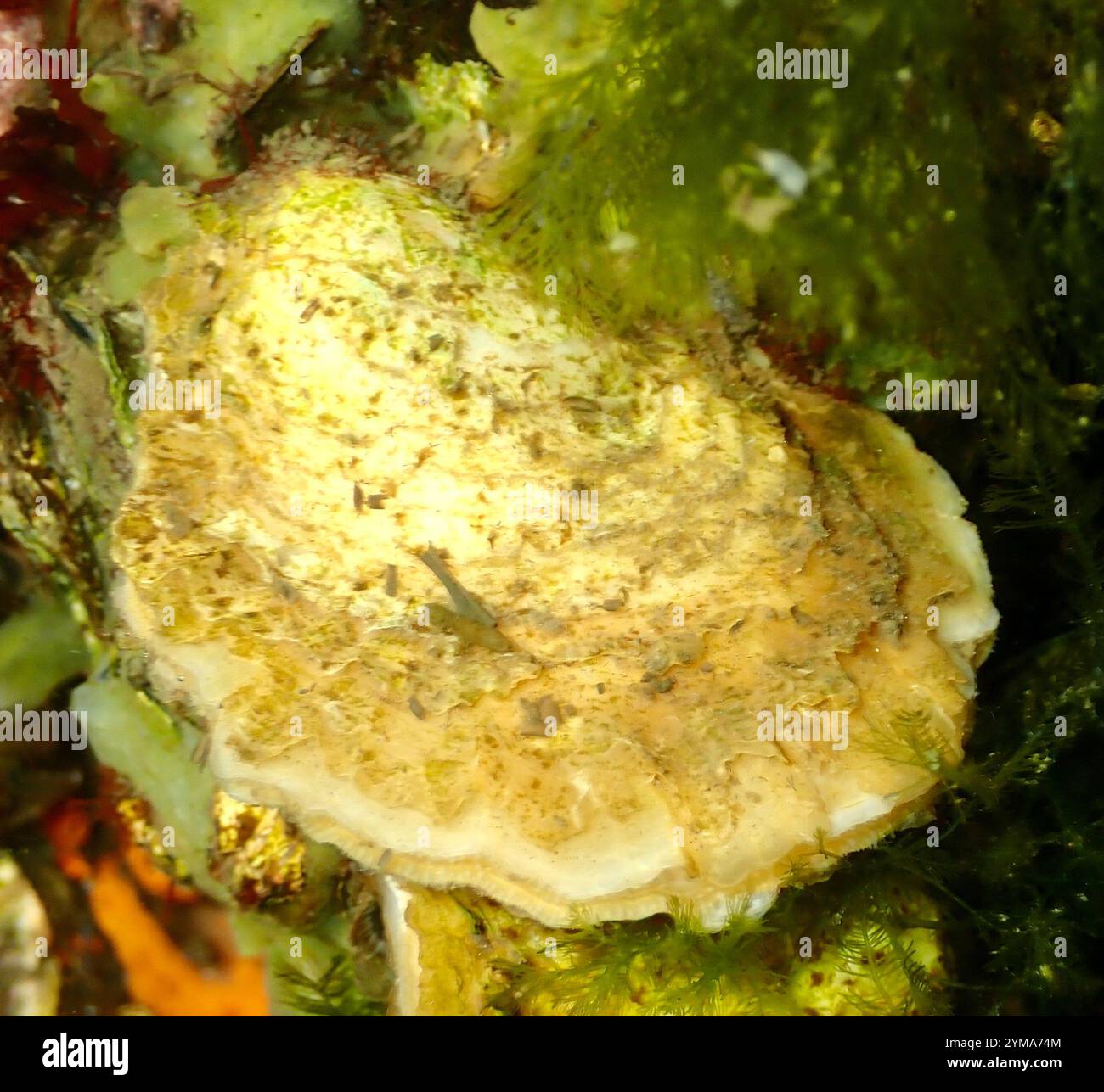 European Flat Oyster (Ostrea edulis Stock Photo - Alamy