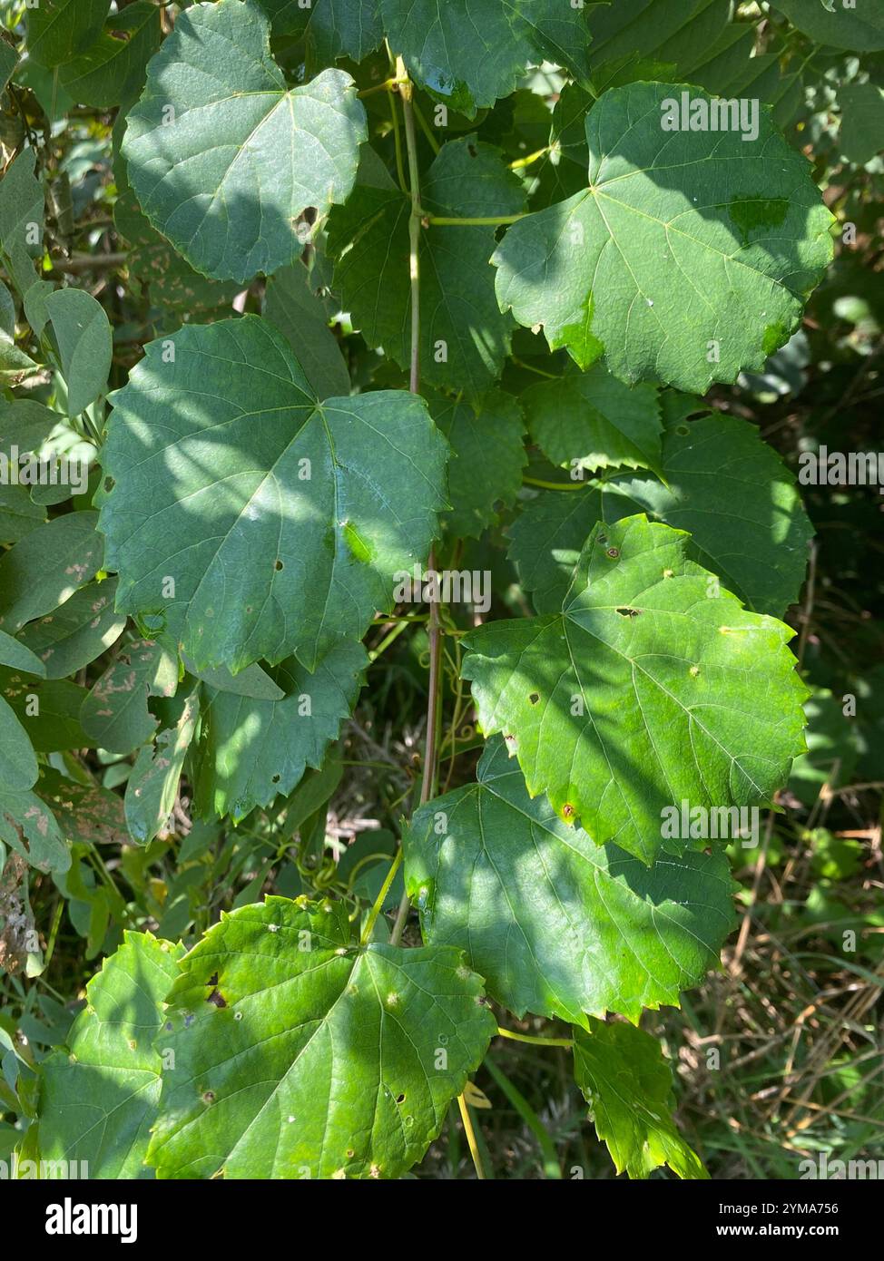 Vitis vulpina hi-res stock photography and images - Alamy