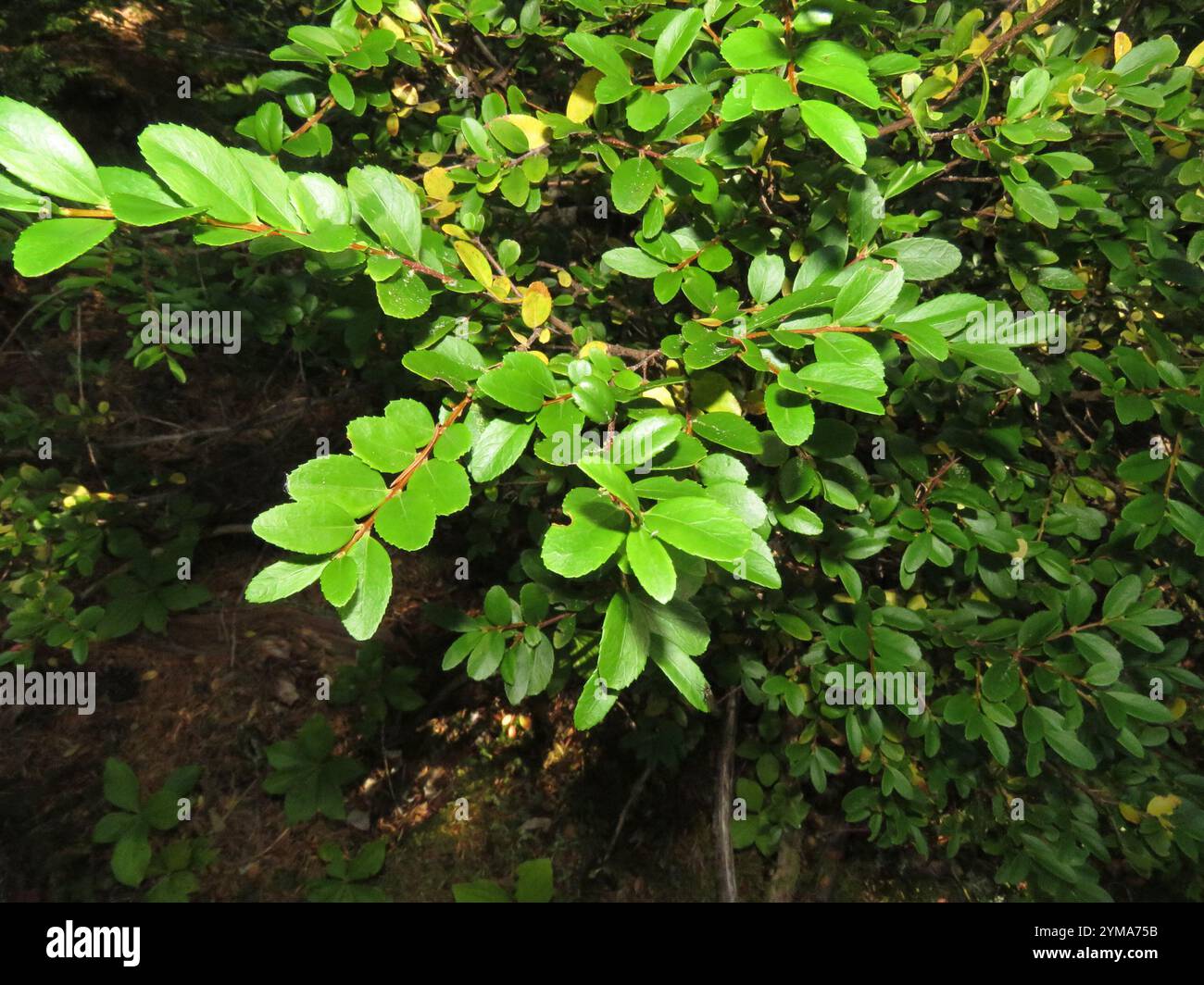 Oregon Boxwood (Paxistima myrsinites Stock Photo - Alamy