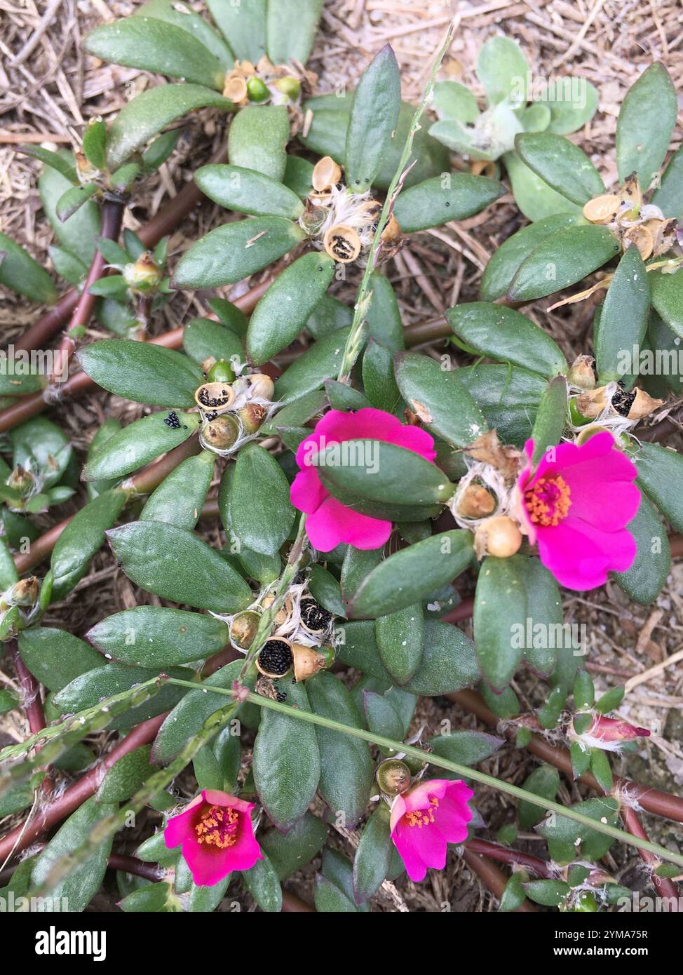 Paraguayan Purslane (Portulaca amilis Stock Photo - Alamy