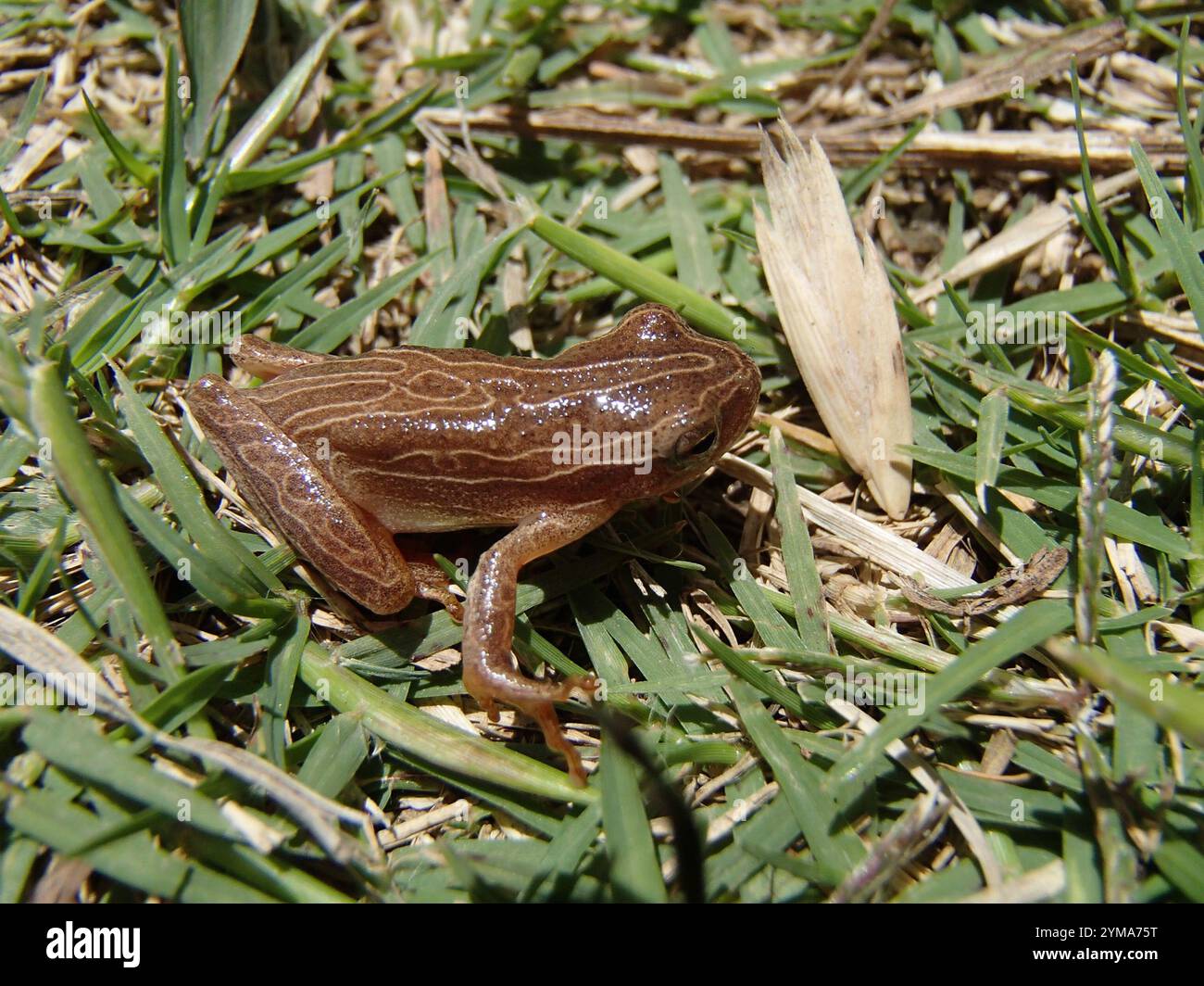 Lesser Tree Frog (Dendropsophus minutus Stock Photo - Alamy