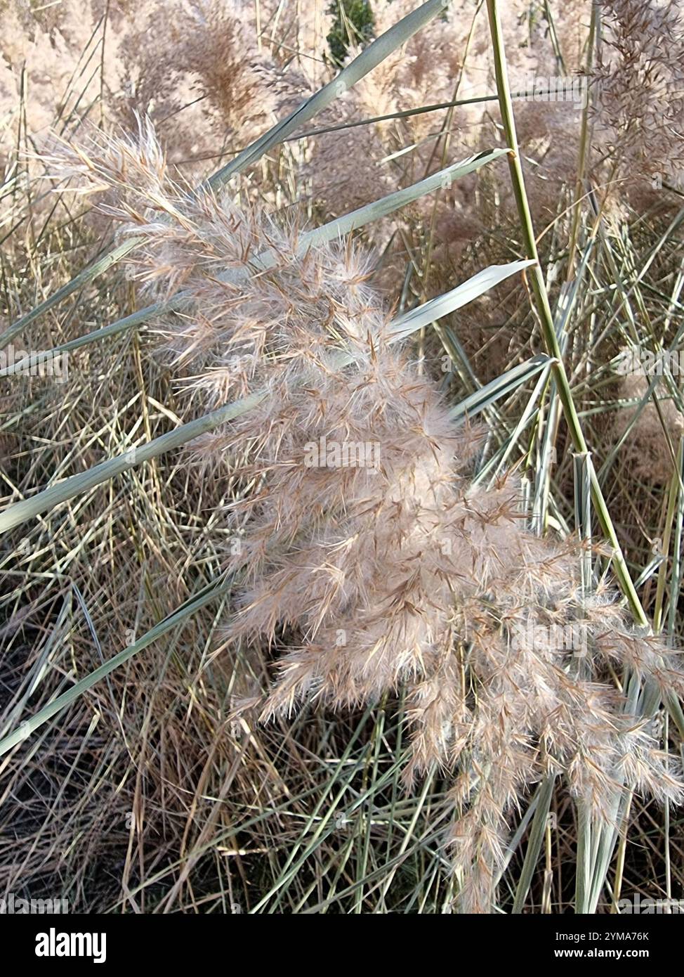 common reed (Phragmites australis Stock Photo - Alamy