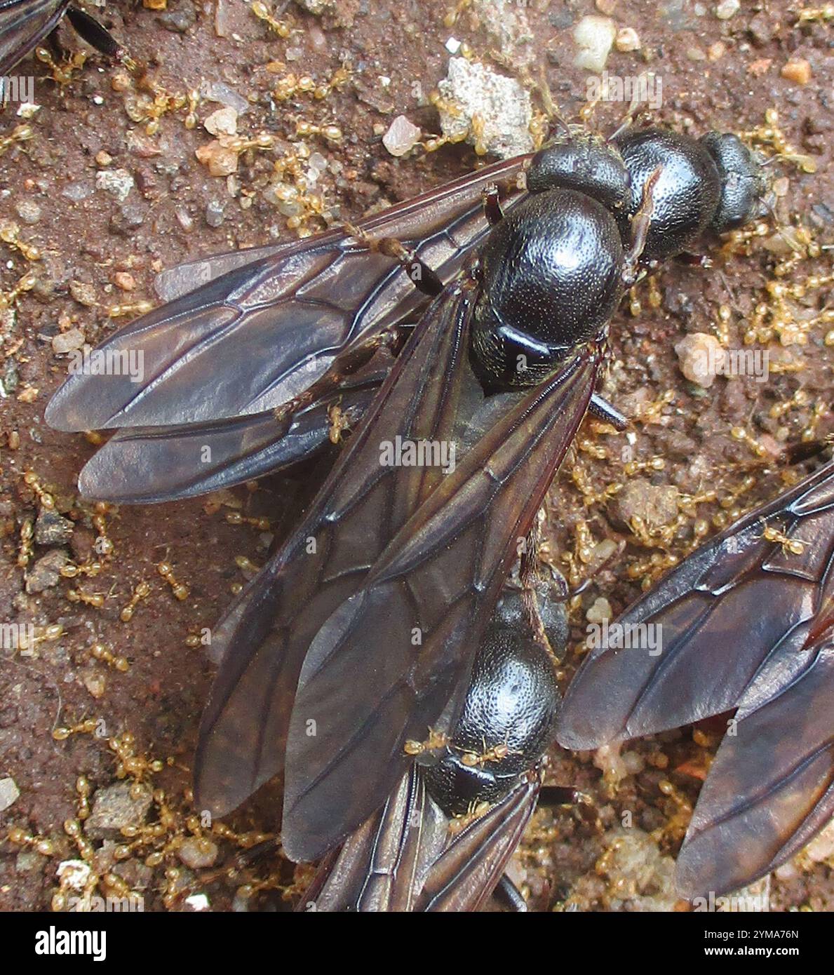 African Thief Ant (Carebara vidua Stock Photo - Alamy