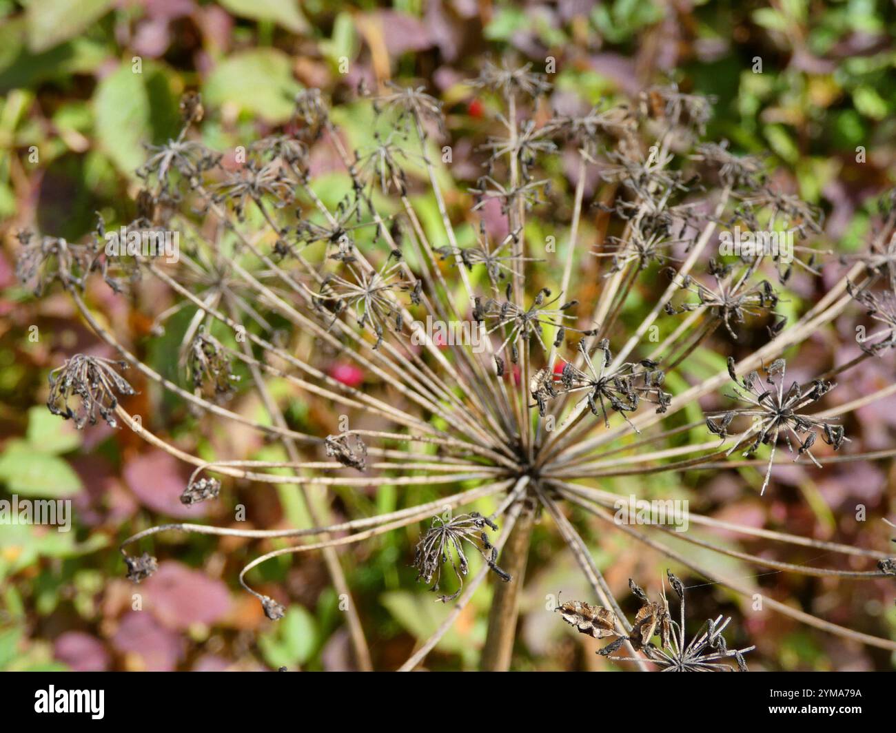 carrot family (Apiaceae Stock Photo - Alamy