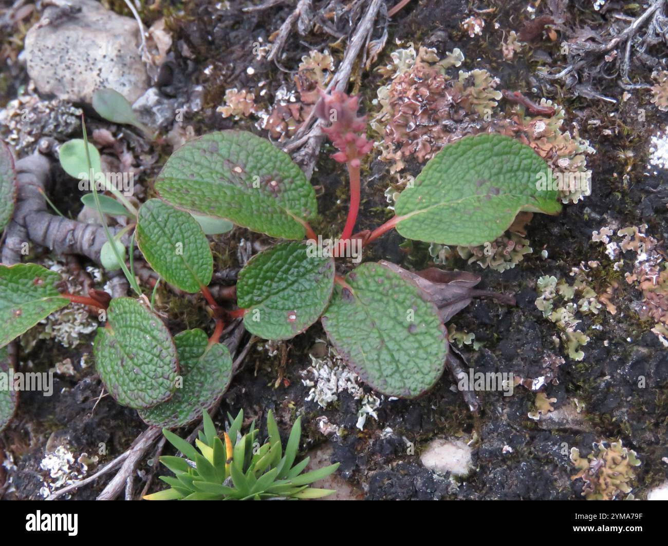 Net-leaved Willow (Salix reticulata Stock Photo - Alamy