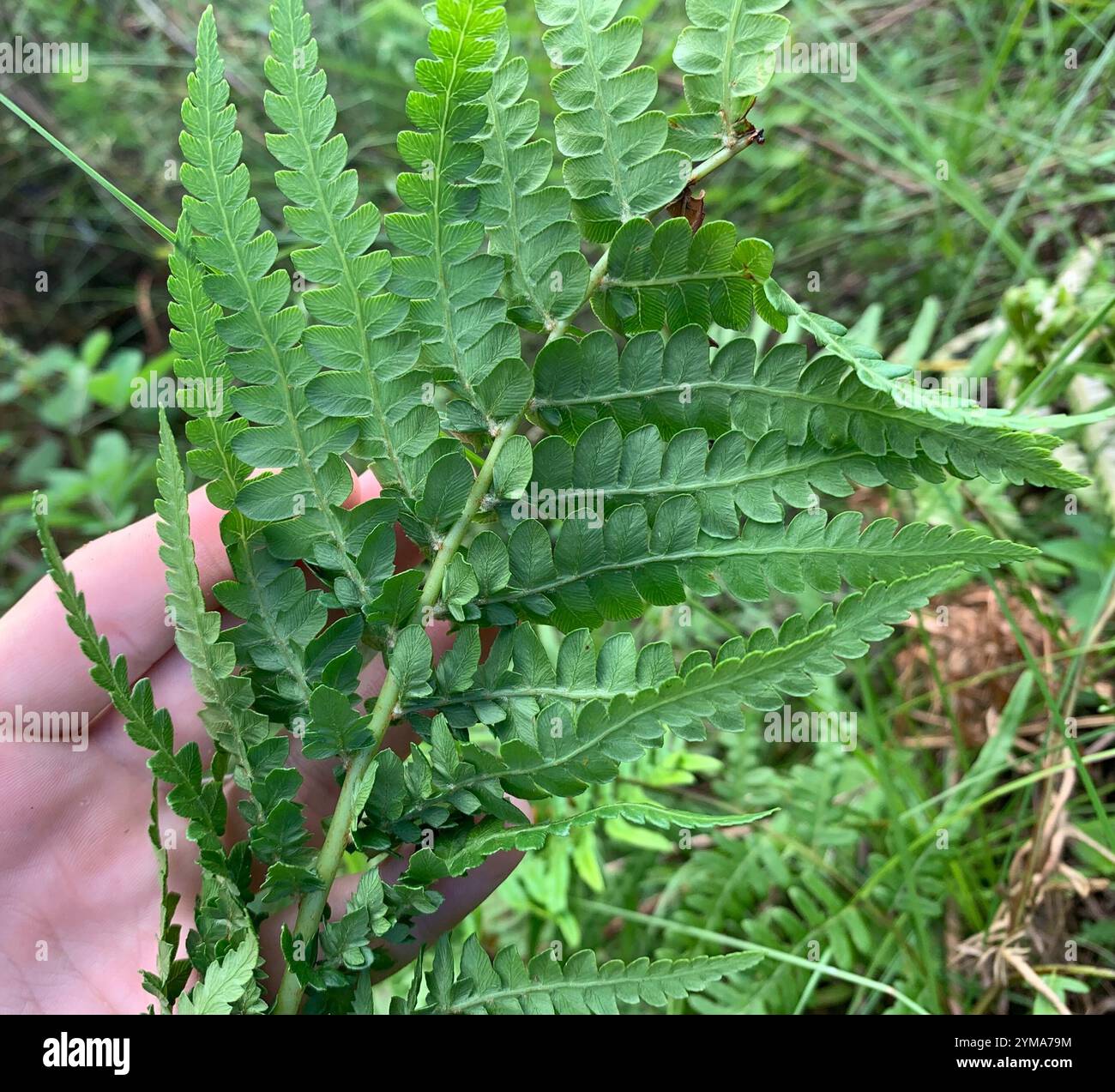 cinnamon fern (Osmundastrum cinnamomeum Stock Photo - Alamy