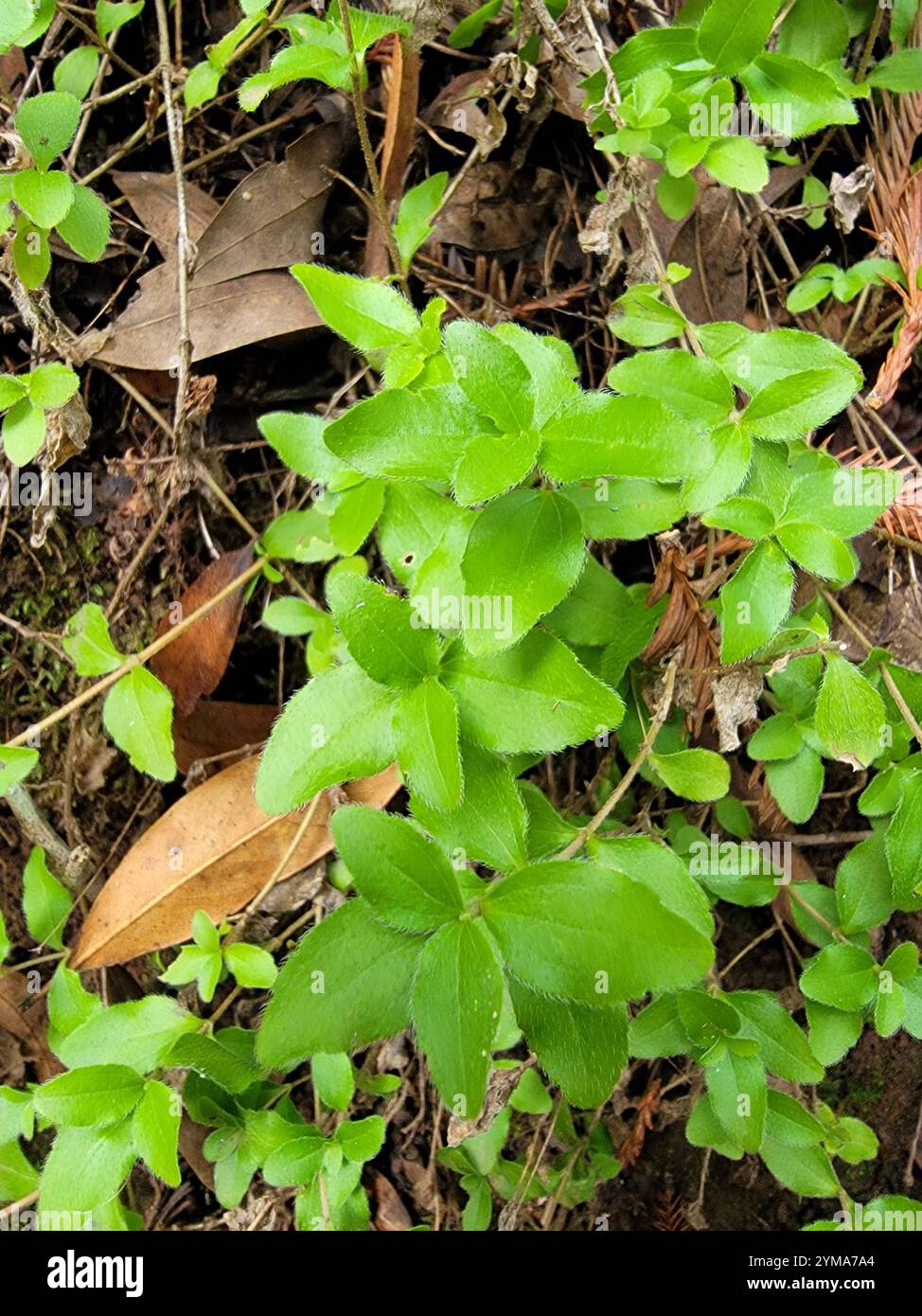 Whipplea hi-res stock photography and images - Alamy