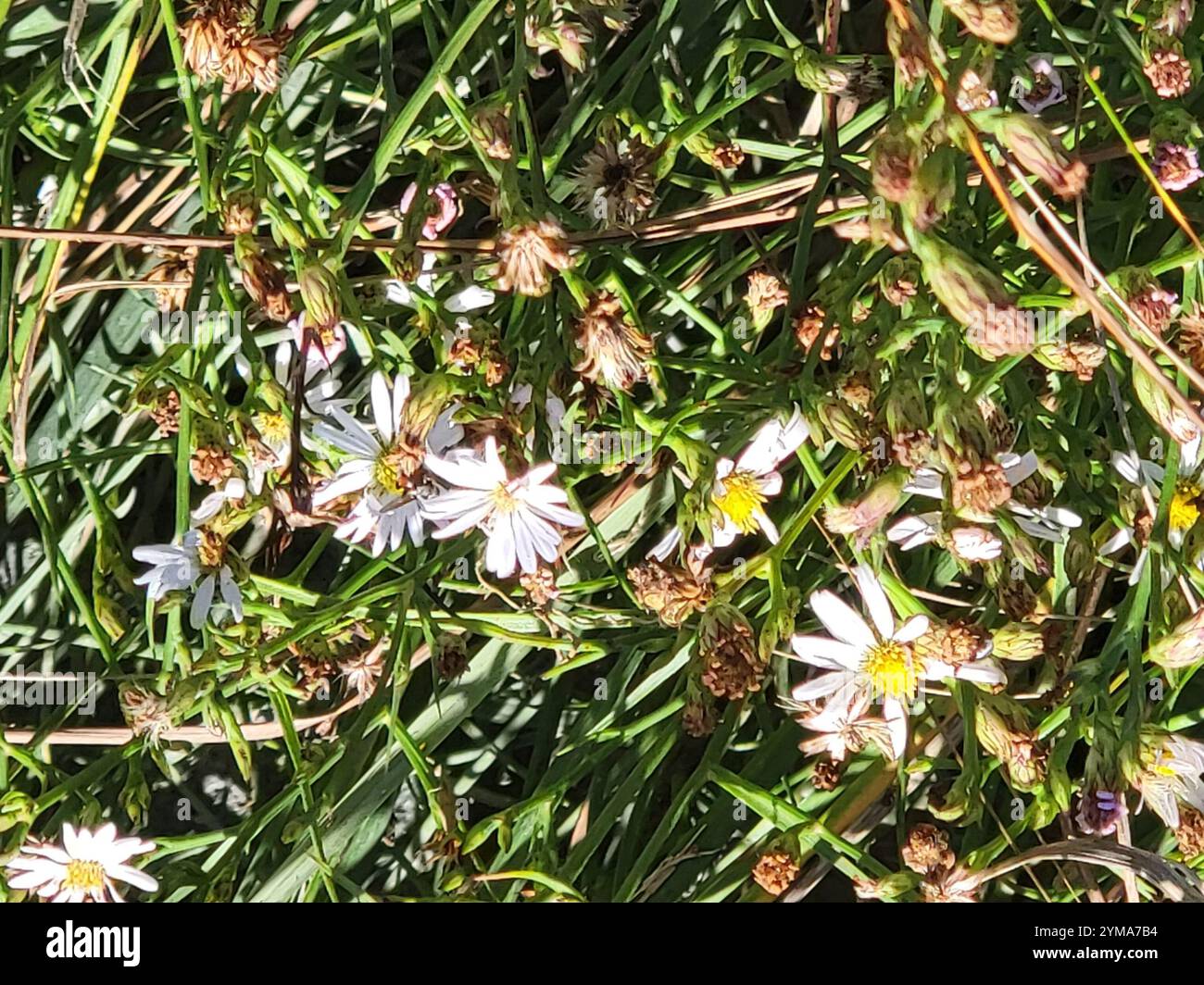 Perennial Saltmarsh Aster (Symphyotrichum tenuifolium Stock Photo - Alamy