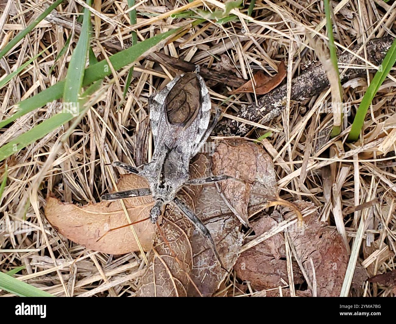 North American Wheel Bug (Arilus cristatus Stock Photo - Alamy