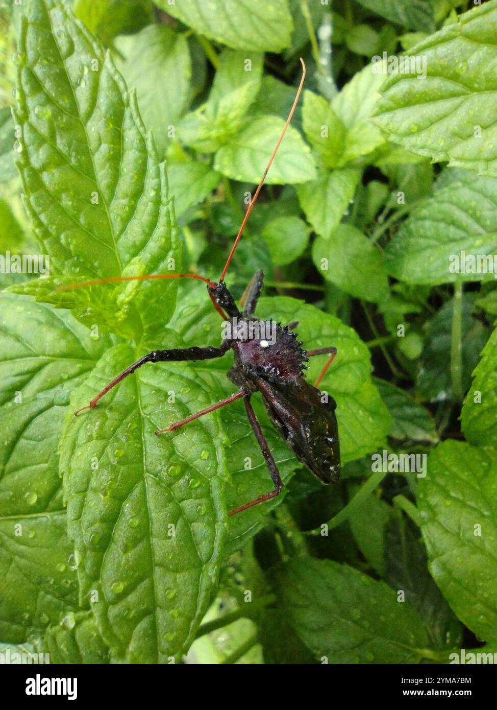 North American Wheel Bug (Arilus cristatus Stock Photo - Alamy