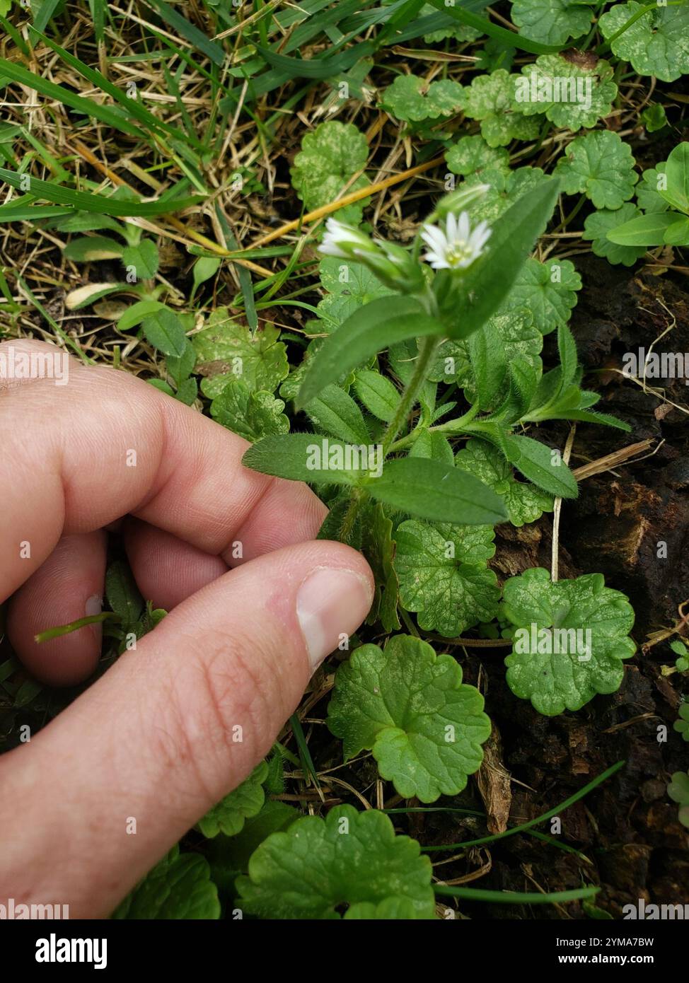 Common mouse-ear chickweed (Cerastium fontanum Stock Photo - Alamy