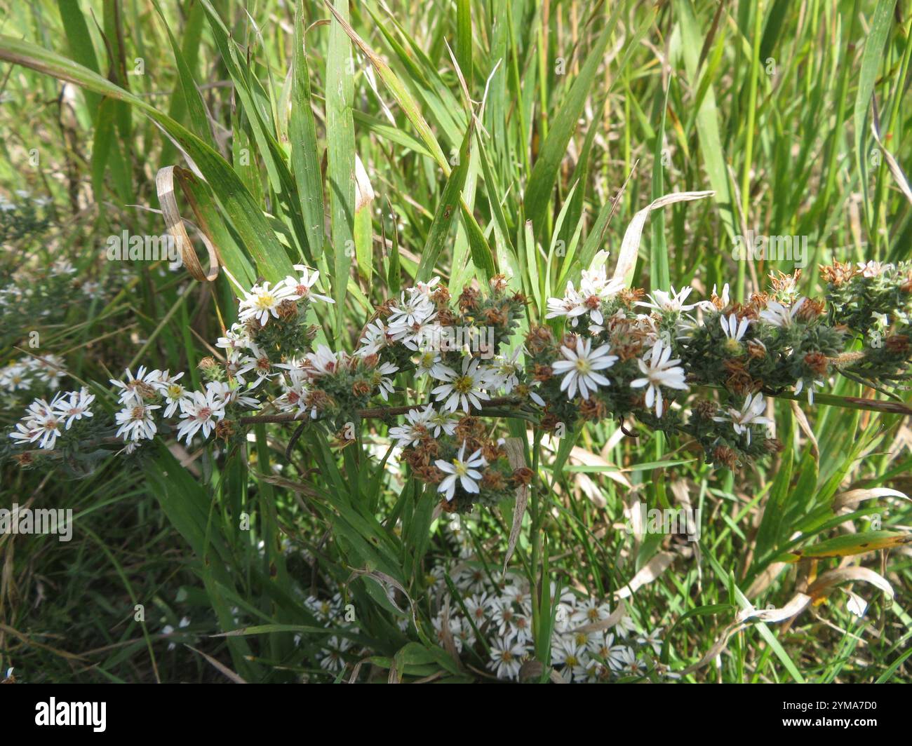 white heath aster (Symphyotrichum ericoides Stock Photo - Alamy